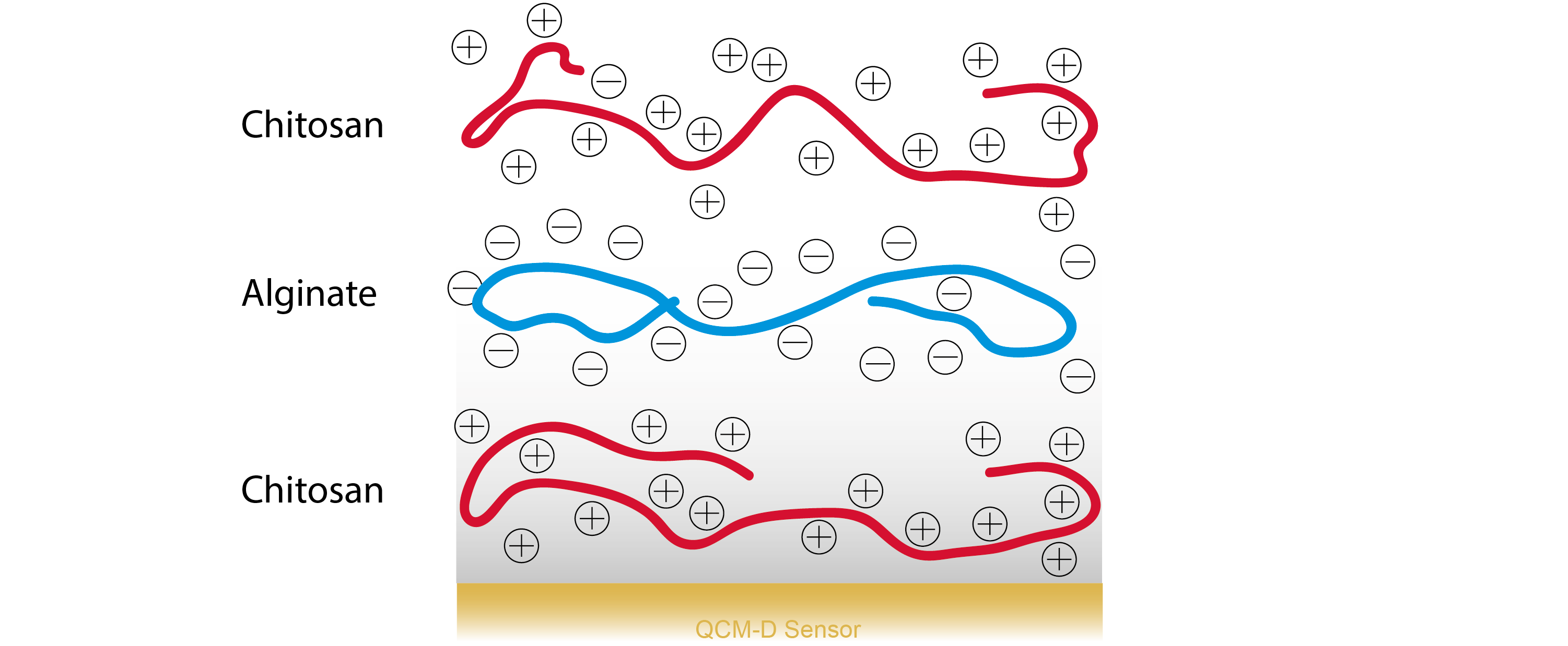 Characterization of polyelectrolyte multilayer build-up and structure